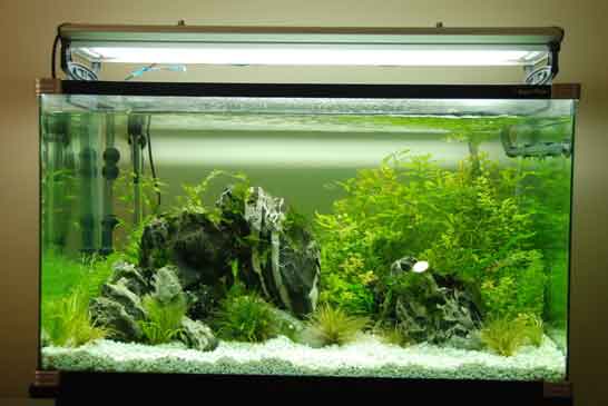 primeiro aquario - Aquários para peixes primeiro aquario - Aquários para peixes